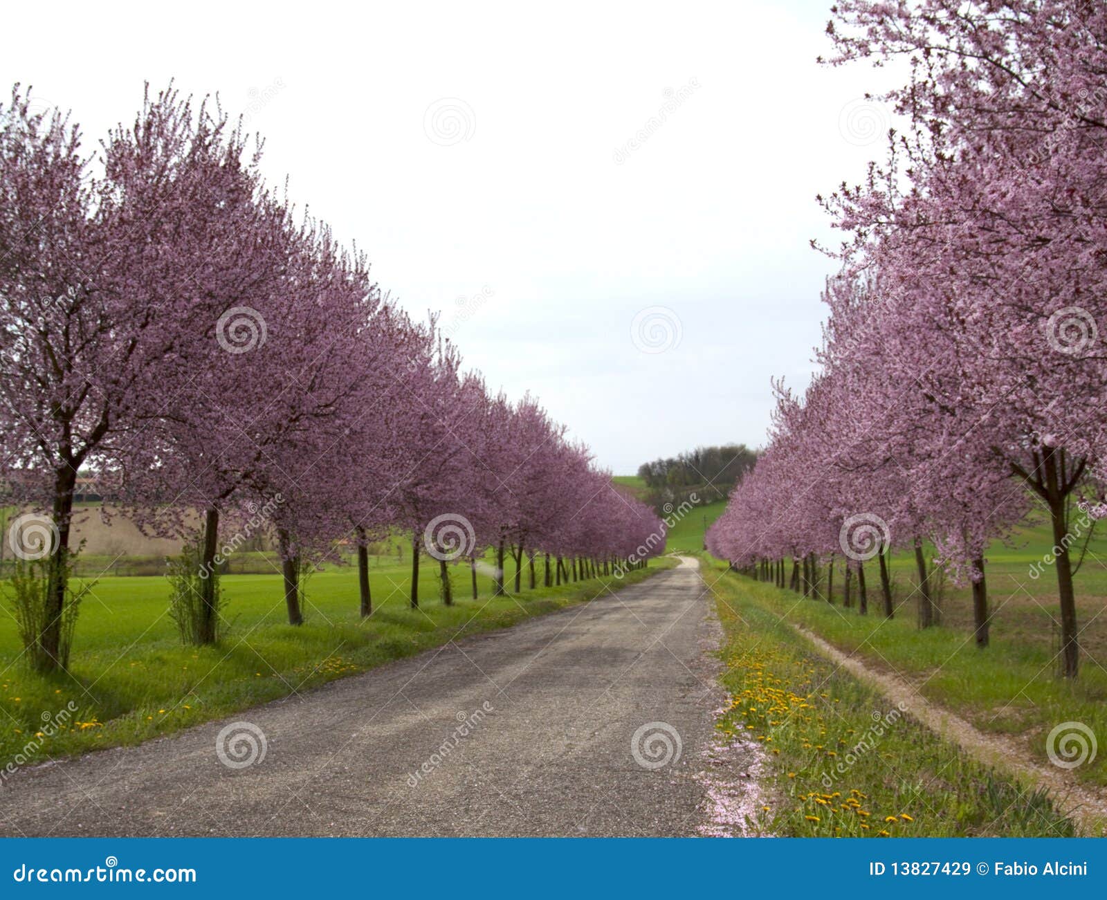 Pink road stock image. Image of tree, spring, lane, road - 13827429