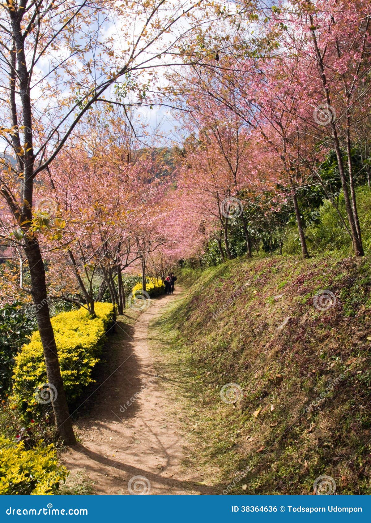 Pink road stock photo. Image of tree, pink, chaingmai - 38364636