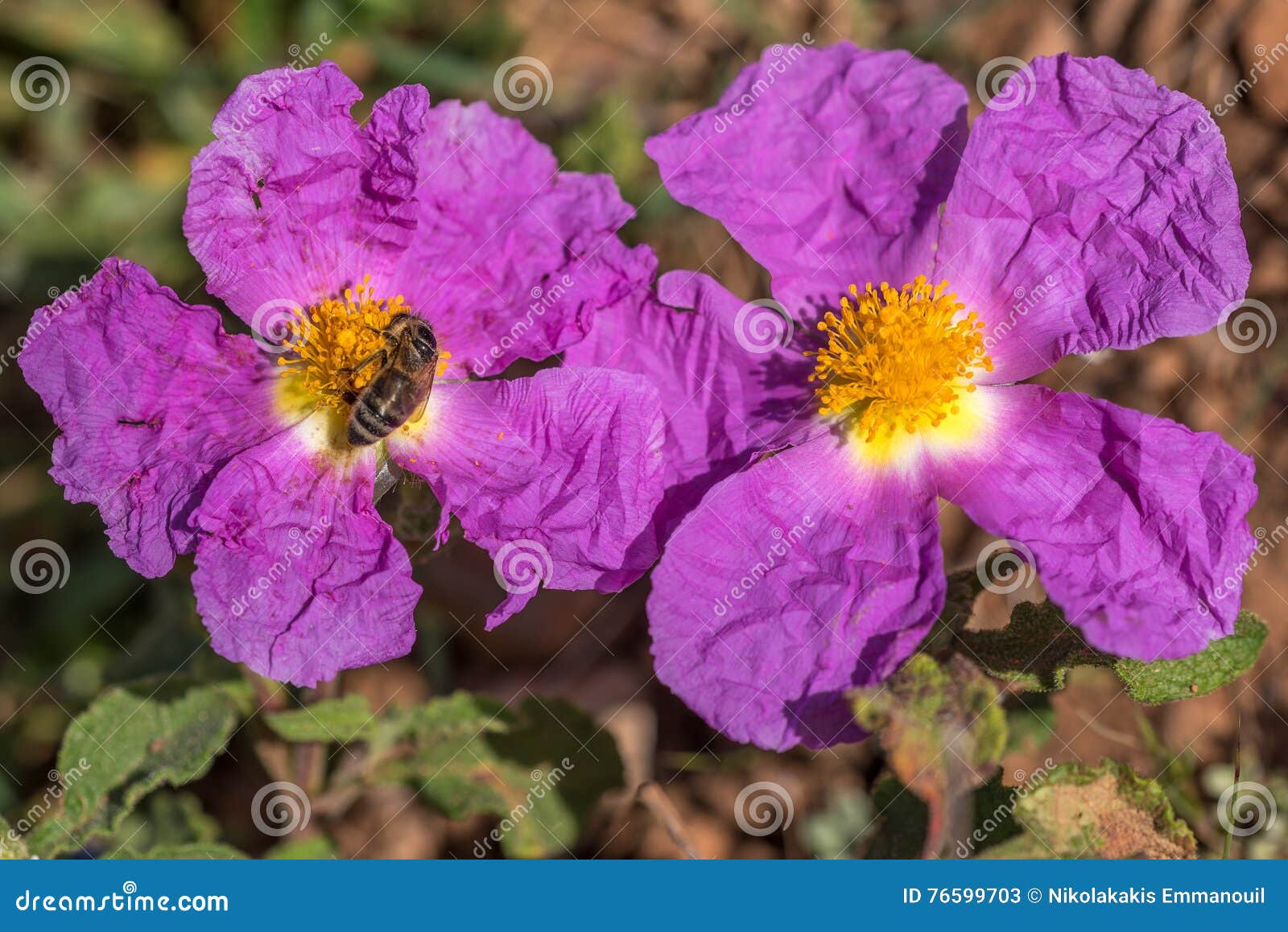 Pink Rock Rose flowers stock image. Image of creticus - 76599703