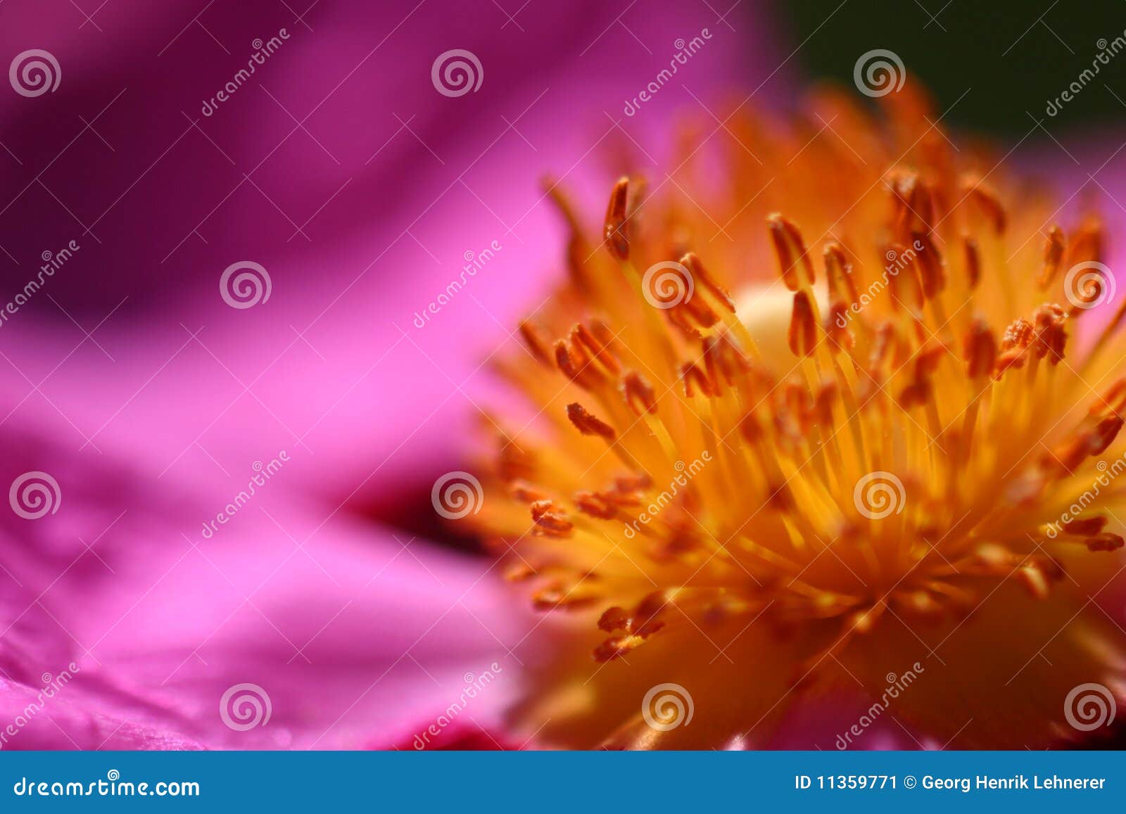Pink Rockrose stock image. Image of cistus, beautiful - 11359771