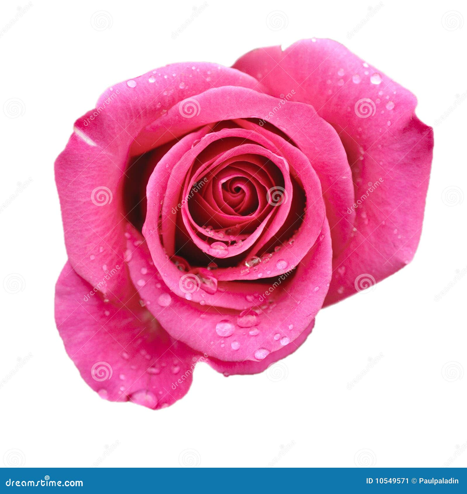Pink rose stock image. Image of closeup, design, macro - 10549571