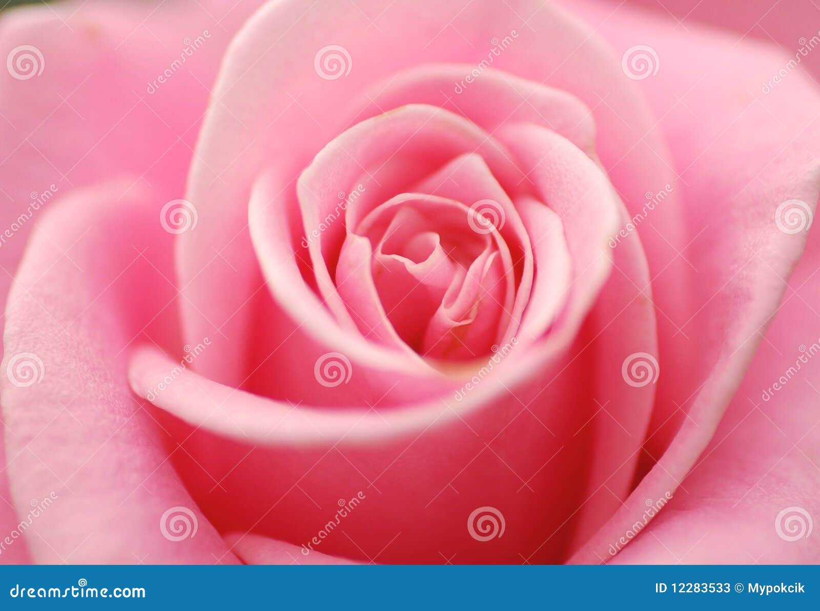 Pink rose stock image. Image of pretty, pink, fragrance - 12283533