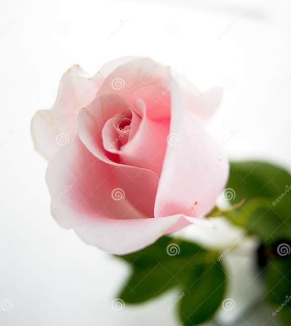 Pink rose stock image. Image of pastel, petals, romantic - 1262991