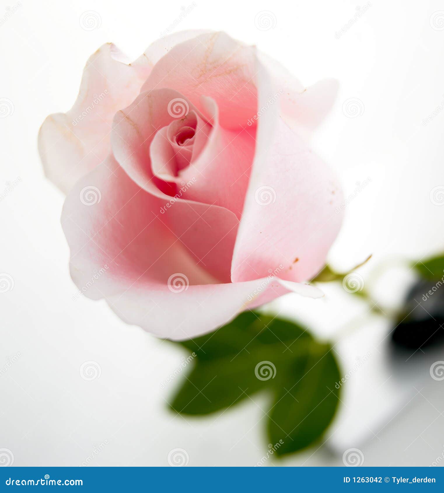 Pink rose stock photo. Image of stem, petals, ower, romance - 1263042