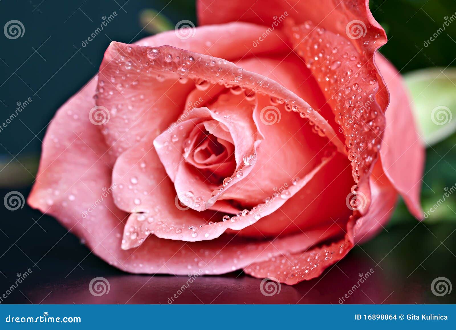 Pink Rose. Picture Image: 16898864