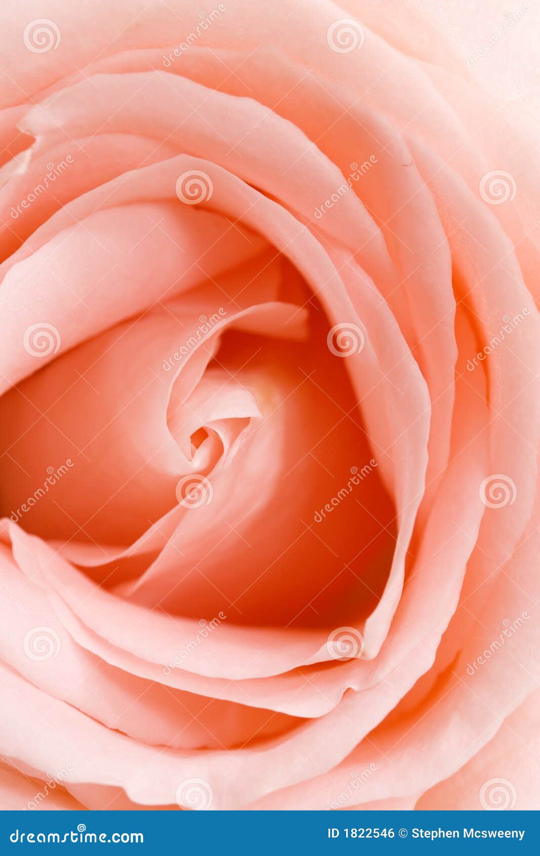 Pink rose stock photo. Image of closeup, detail, nature - 1822546