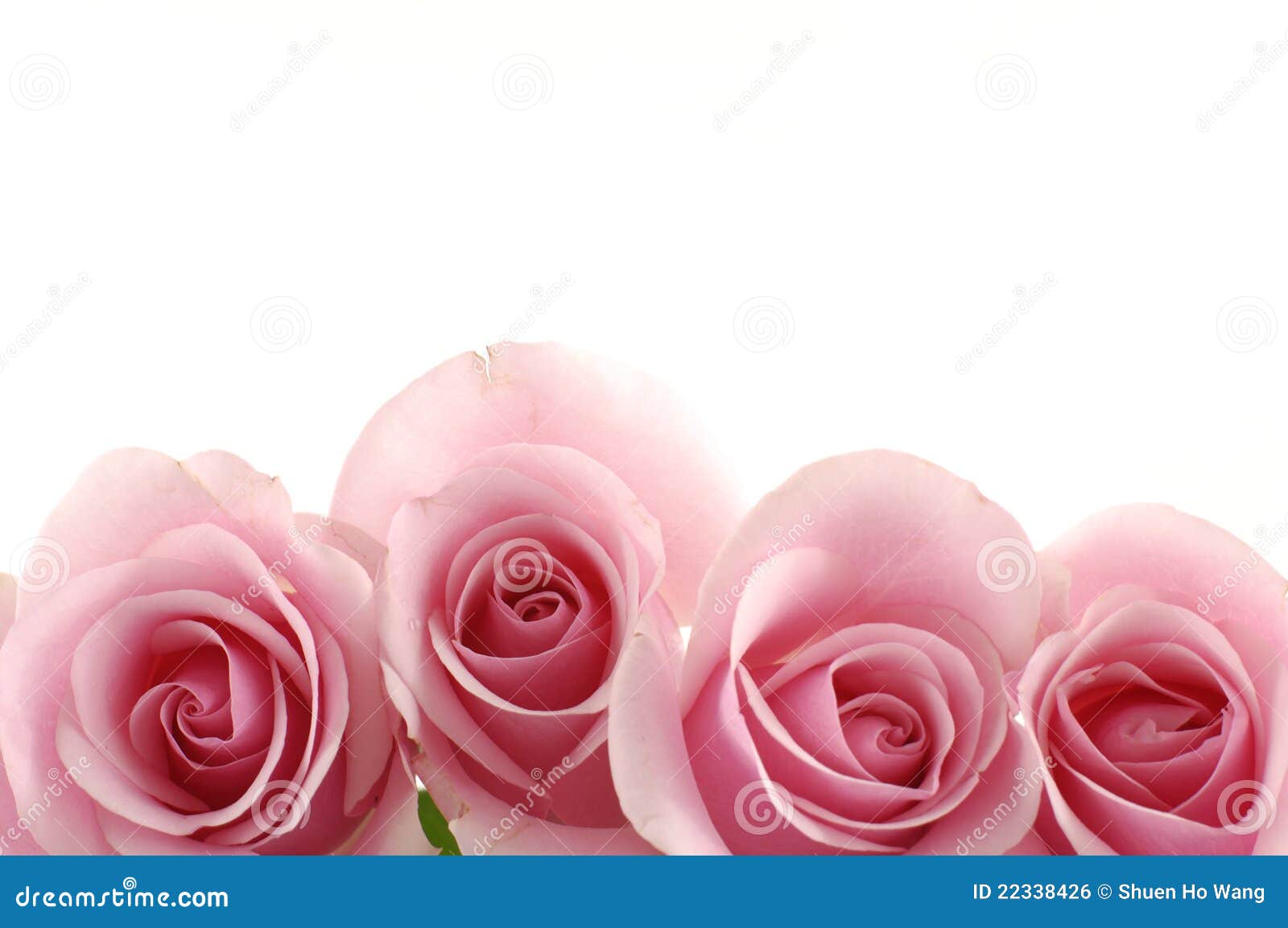 Pink rose stock photo. Image of colorful, leaf, bouquet - 22338426
