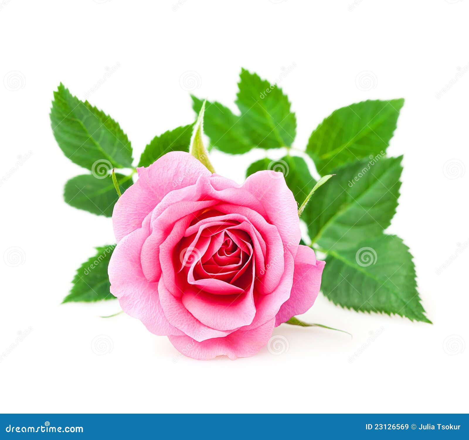 Pink rose stock image. Image of decoration, beauty, blooming - 23126569