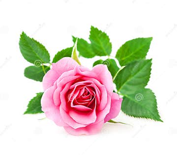 Pink rose stock image. Image of decoration, beauty, blooming - 23126569