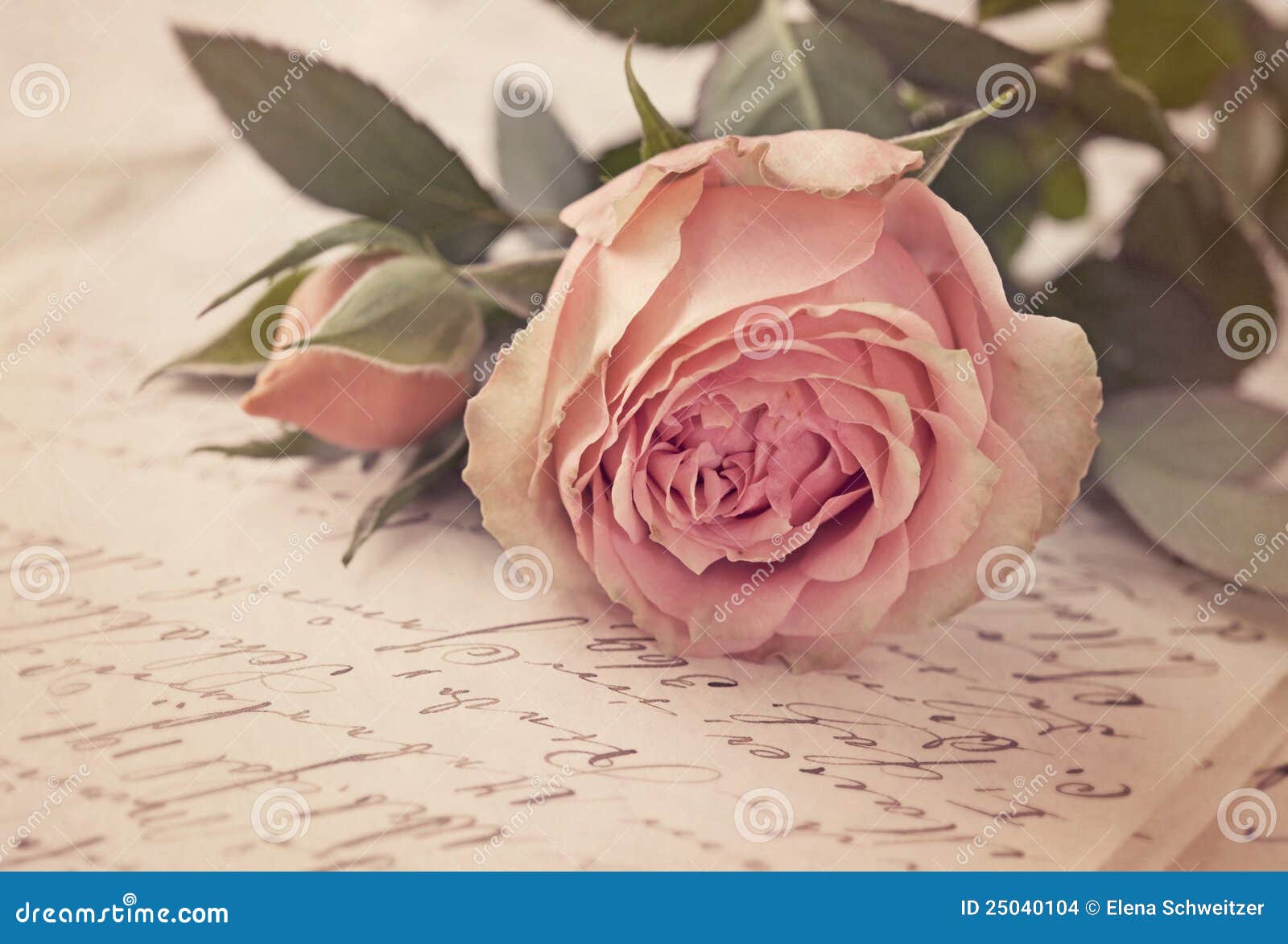 Pink rose stock photo. Image of antique, love, abstract - 25040104