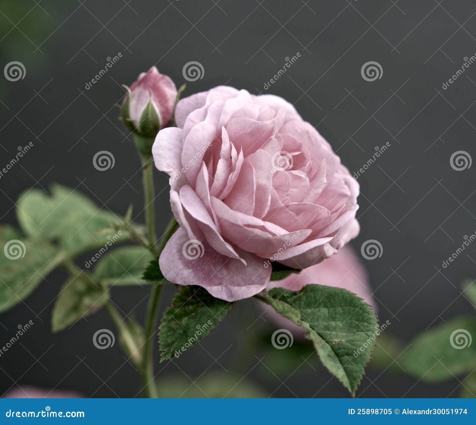Pink rose stock image. Image of nature, gray, rose, beauty - 25898705