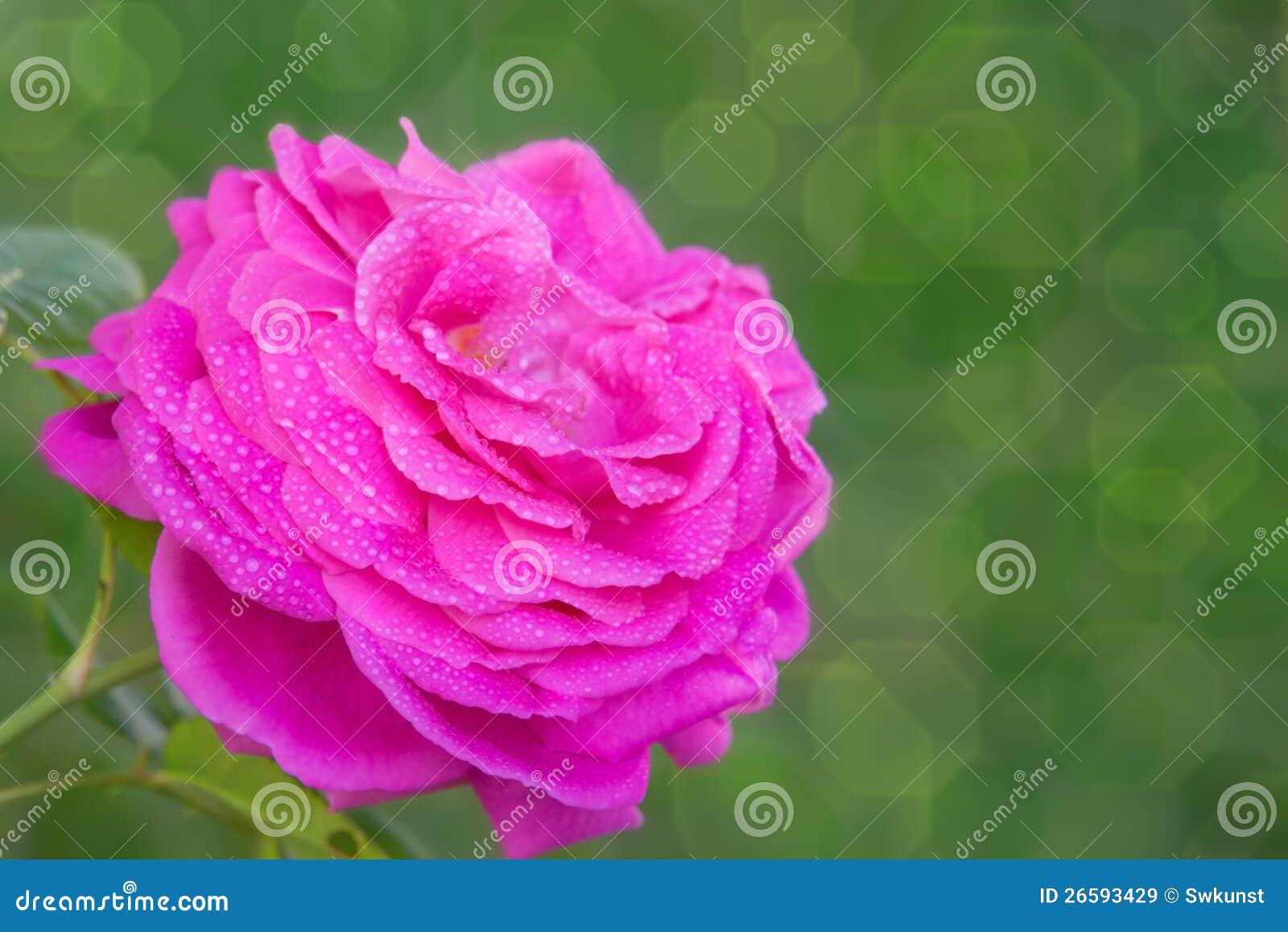 Pink rose stock image. Image of valentines, green, greet - 26593429