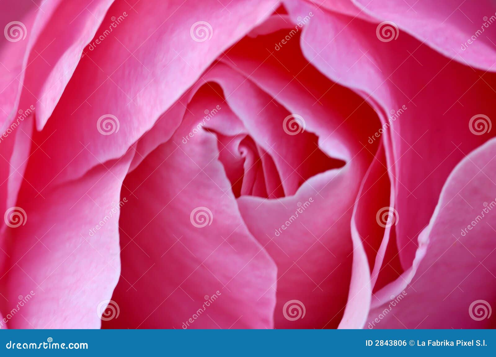 Pink rose stock photo. Image of abstract, love, background - 2843806