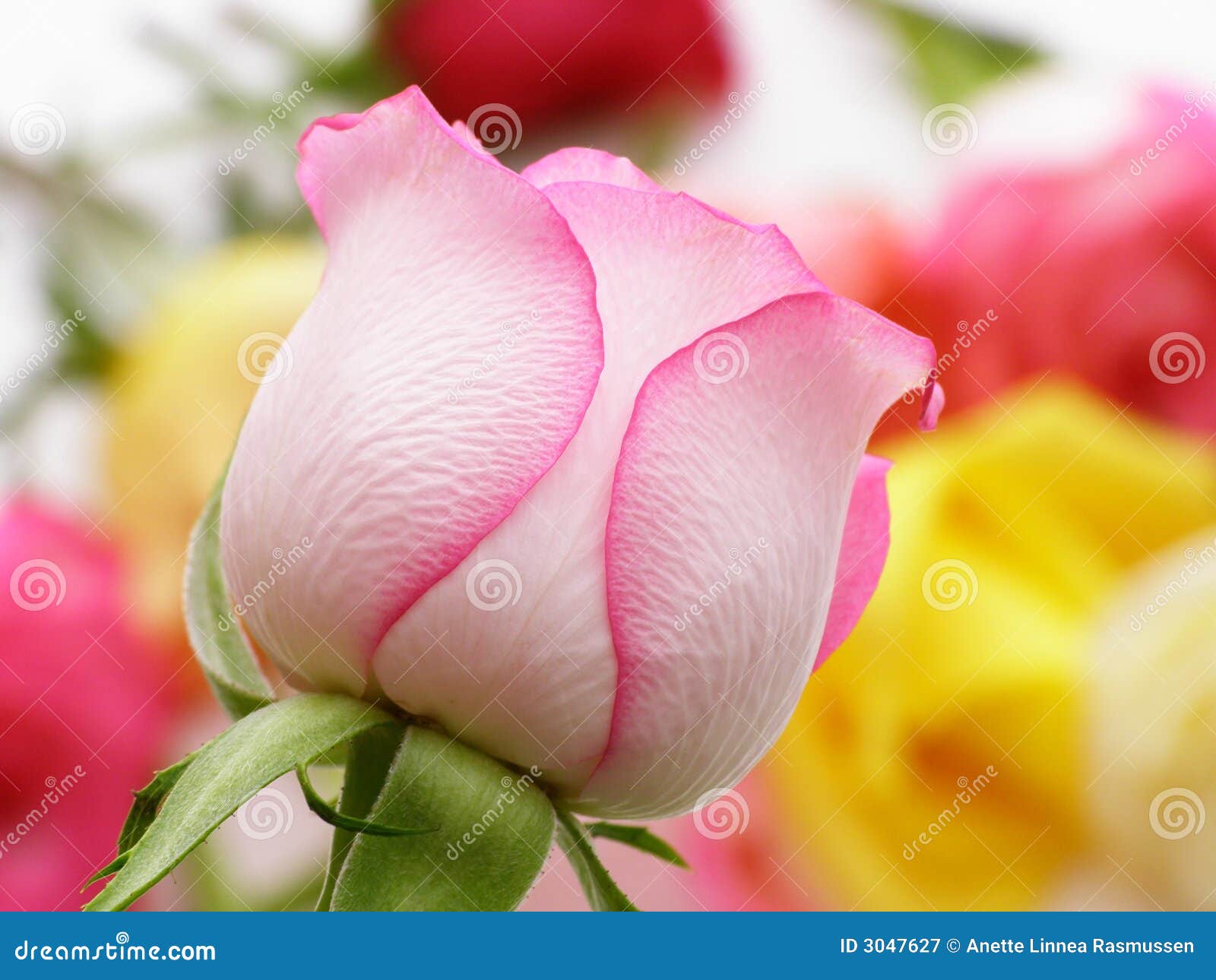 Pink rose stock image. Image of scent, romance, pink, inside - 3047627