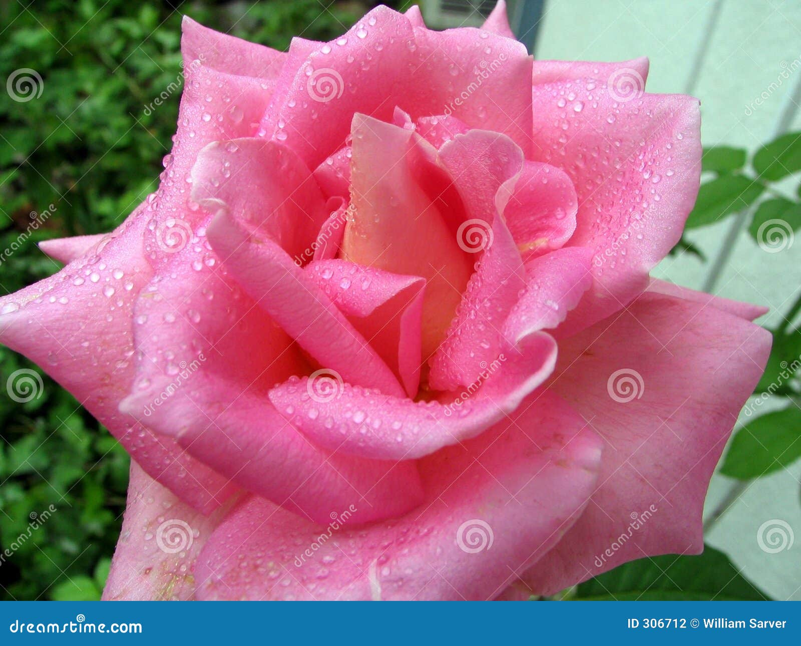 Pink rose stock photo. Image of stem, thorn, petal, water - 306712