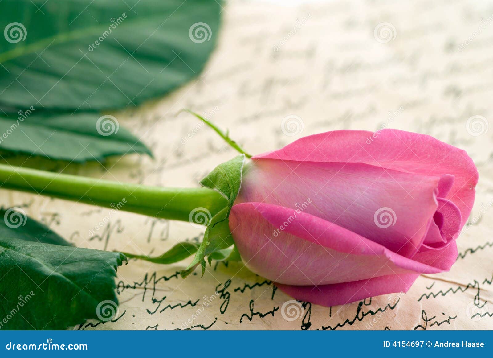 Pink Rose stock image. Image of rose, symbol, vintage - 4154697