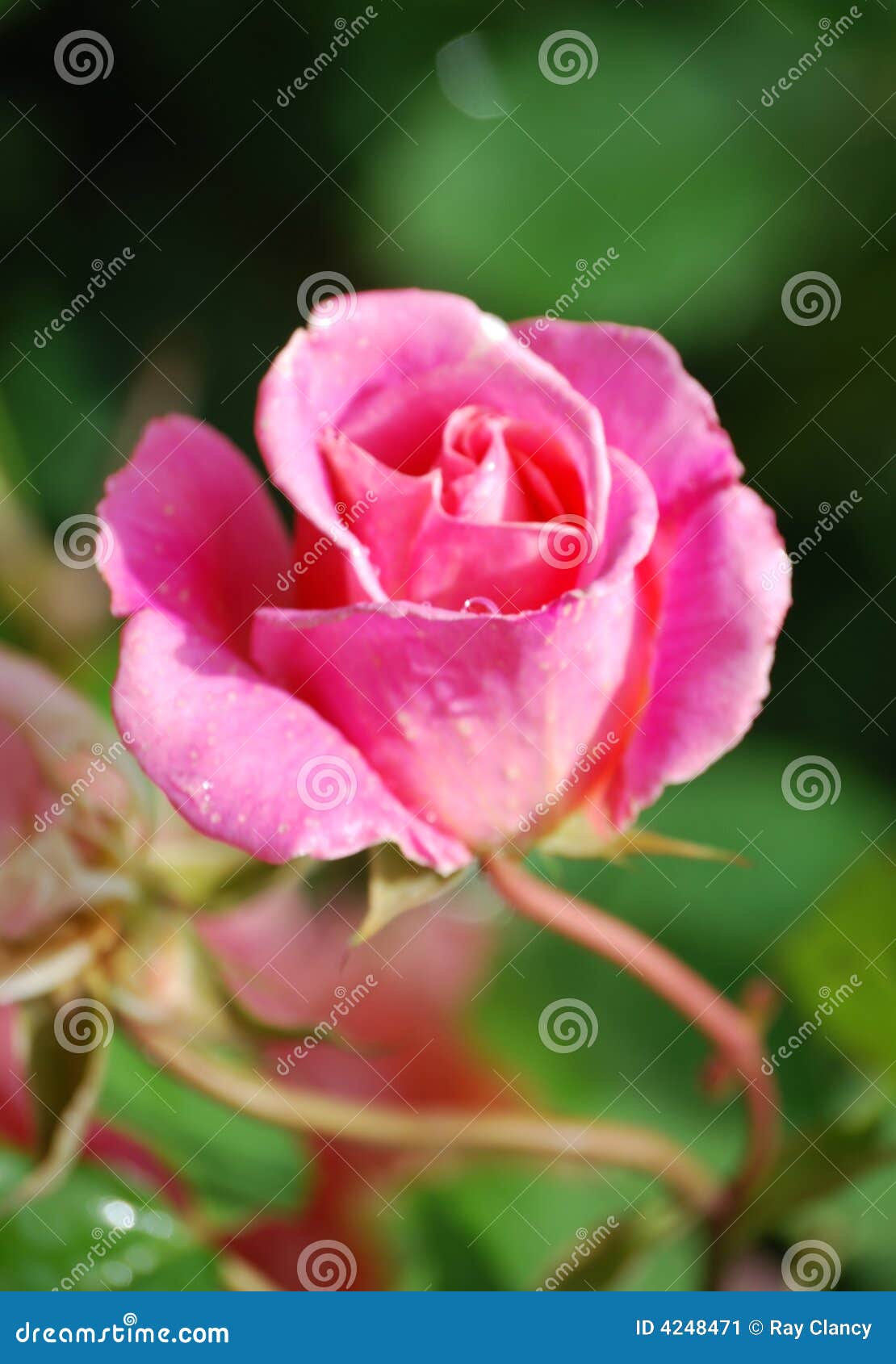 Pink rose stock image. Image of single, romantic, droplet - 4248471