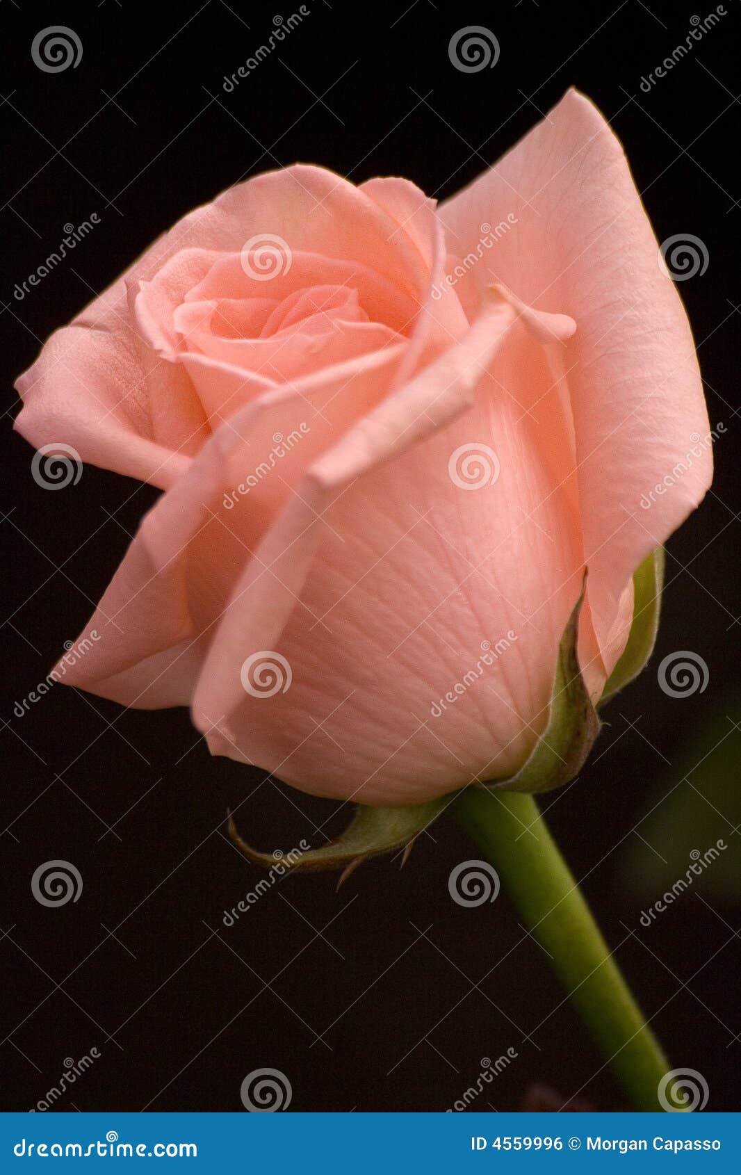 Pink rose stock photo. Image of closeup, flower, life - 4559996