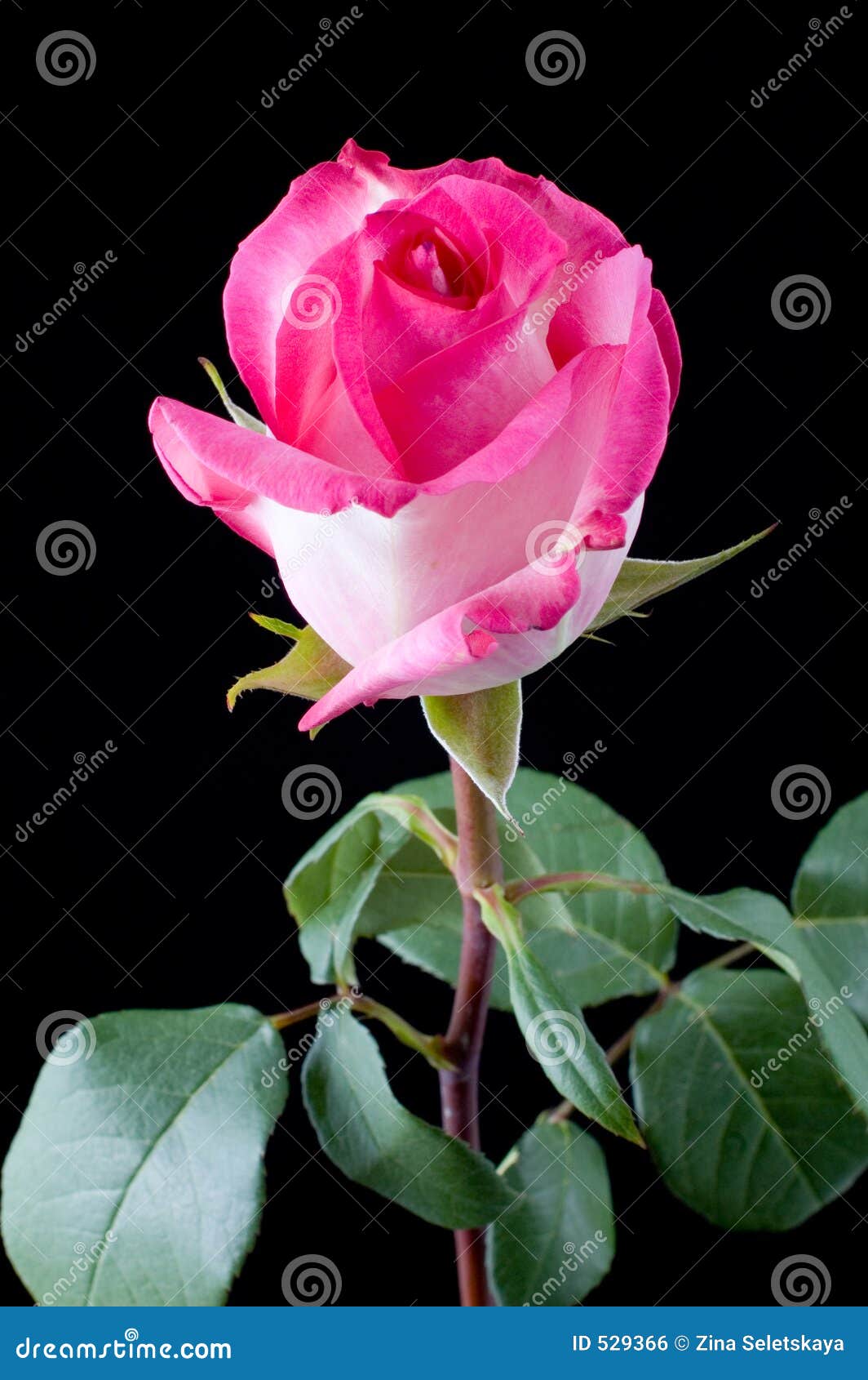 Pink rose stock photo. Image of romance, grace, flirt, reds - 529366