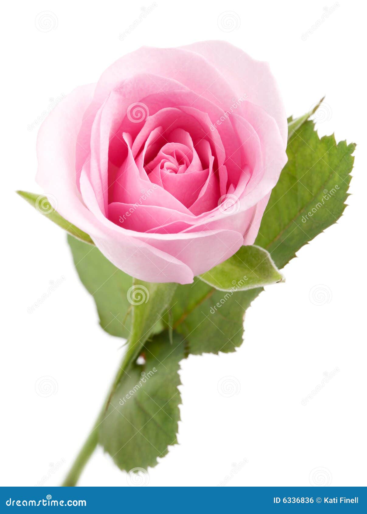 Pink Rose Collage; Concept Of Colors And Seasons Royalty-Free Stock ...