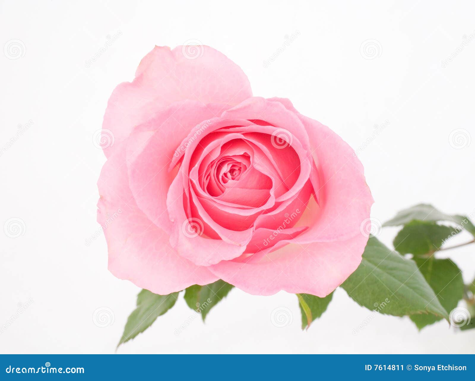 Pink Rose stock image. Image of arrangement, botanical - 7614811