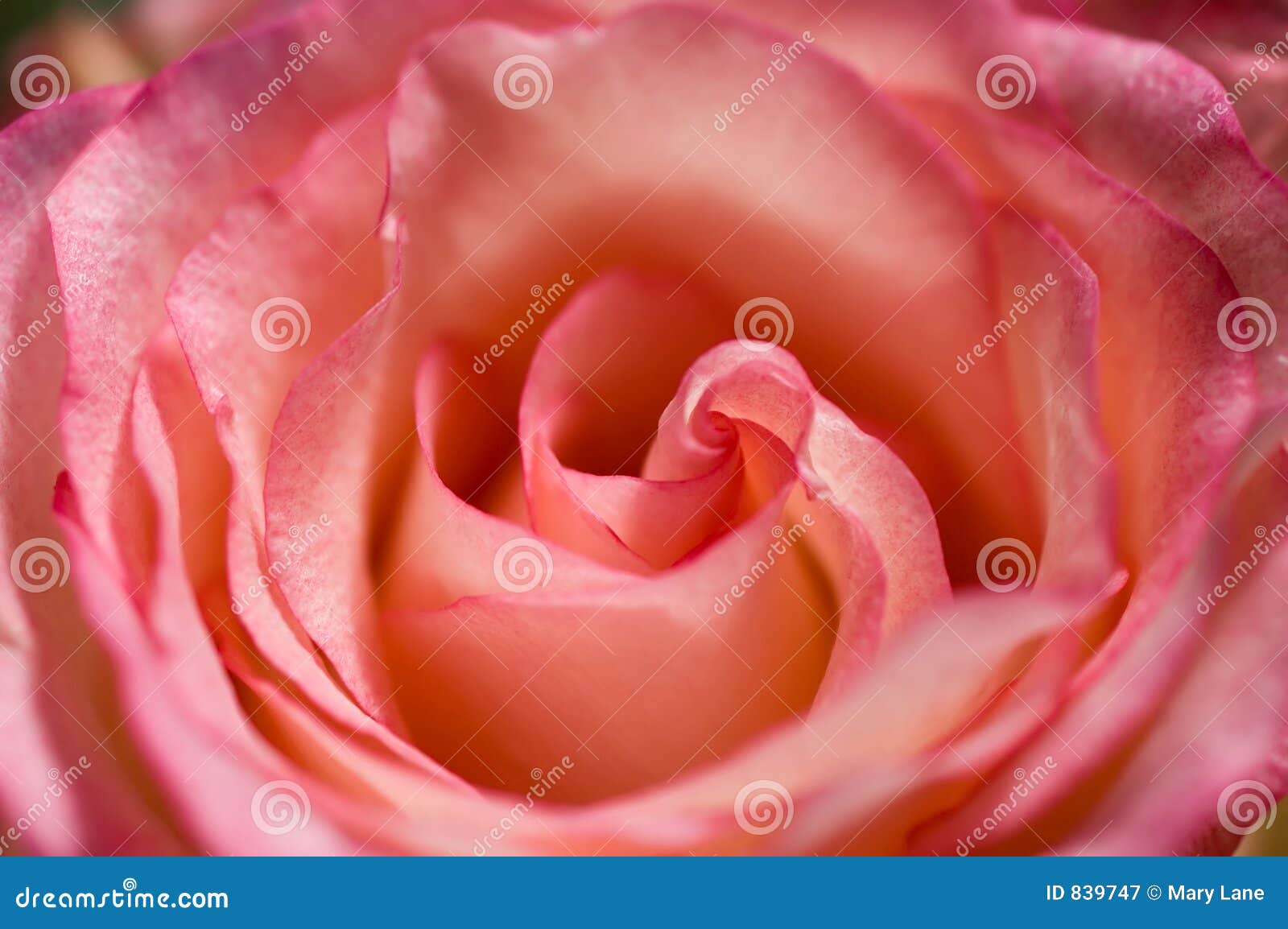Pink Rose stock image. Image of nature, flora, detail, floral - 839747