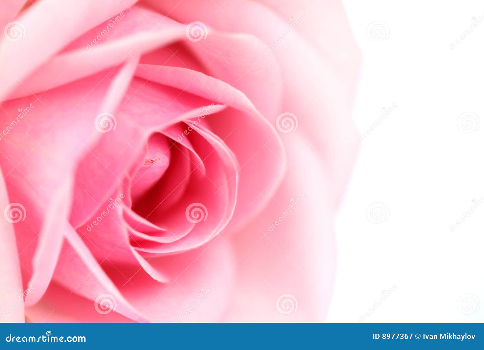 Pink rose stock image. Image of nature, glamour, gift - 8977367