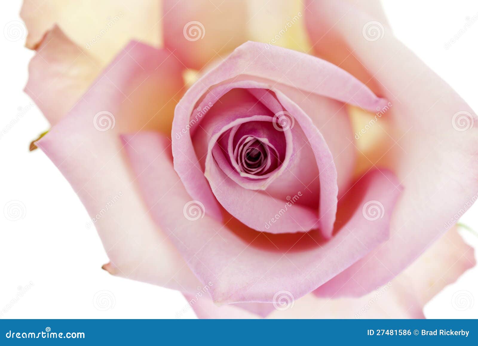 Pink Rose from Above stock photo. Image of macro, heat - 27481586