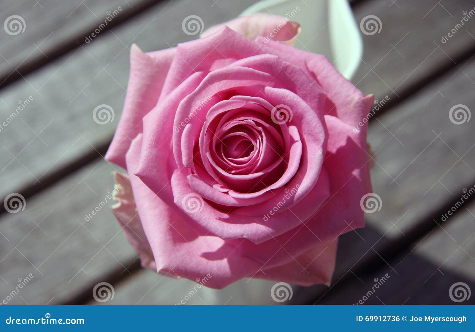 Pink Rose from Above stock photo. Image of natural, aeriel - 69912736