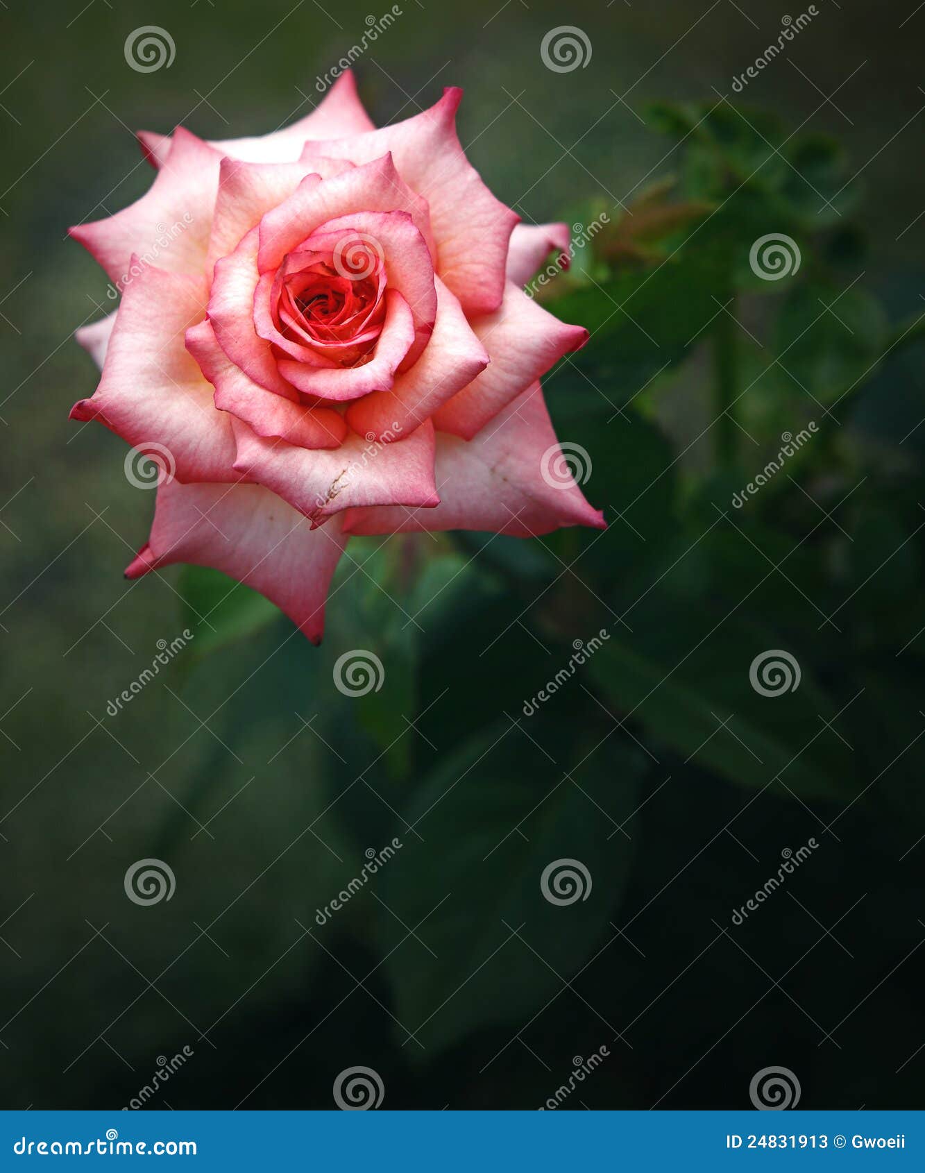 Pink Rose for Admiration. stock image. Image of happiness - 24831913