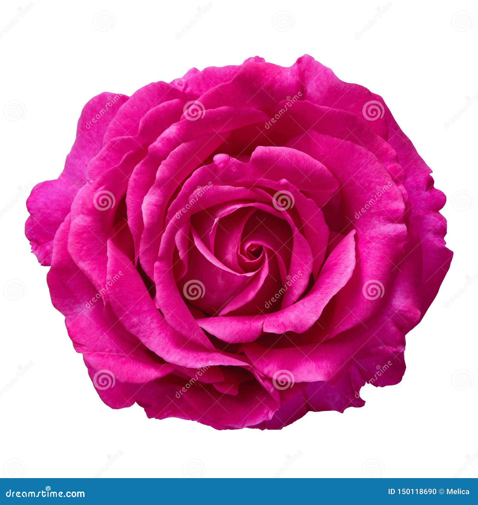 Pink Rose Against White Background Stock Photo - Image of perfection ...