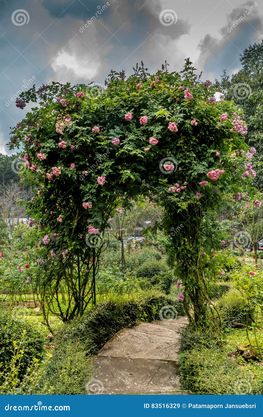 Pink rose arch stock image. Image of outdoor, celebration - 83516329