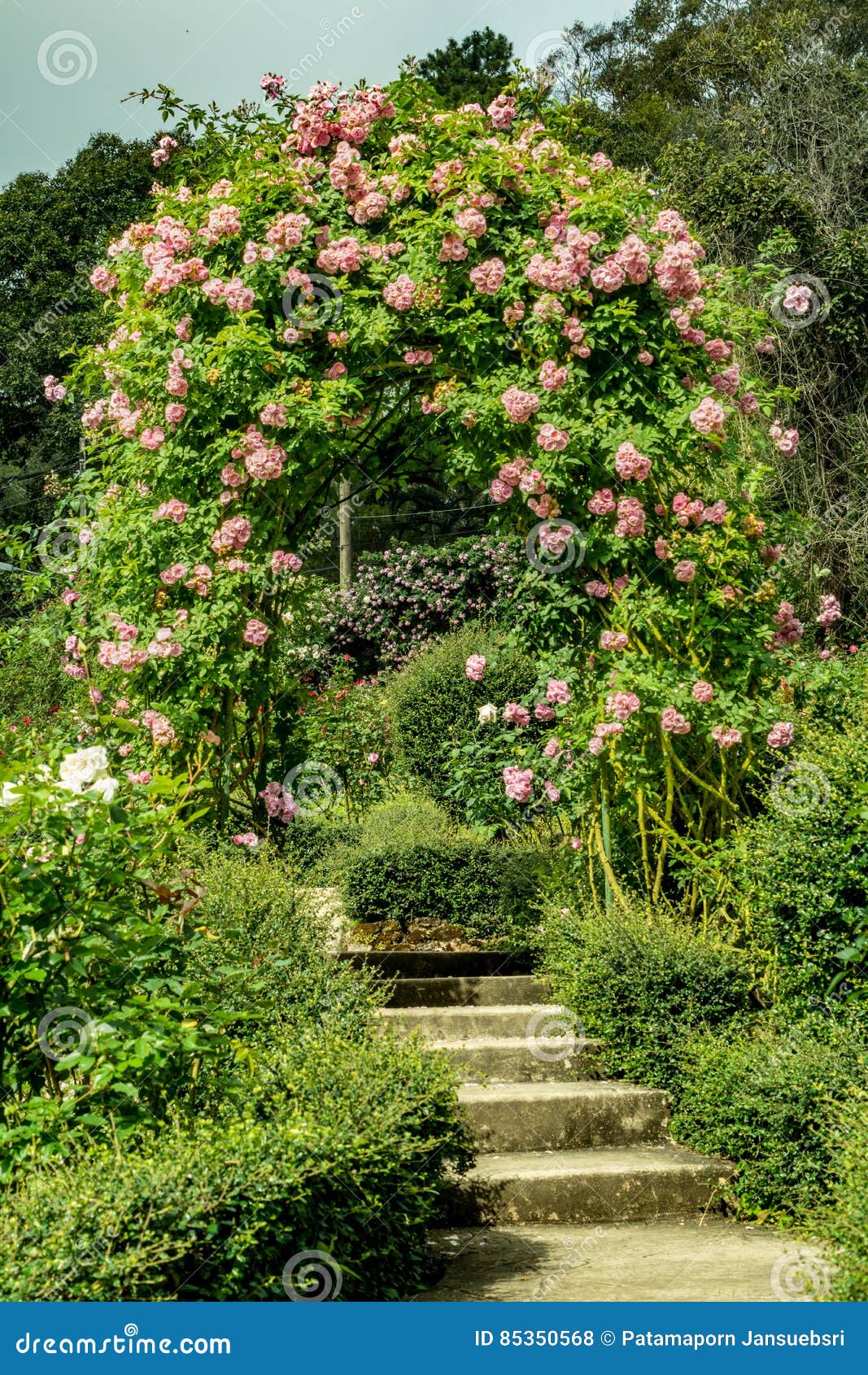 Pink rose arch stock photo. Image of nature, pink, beauty - 85350568