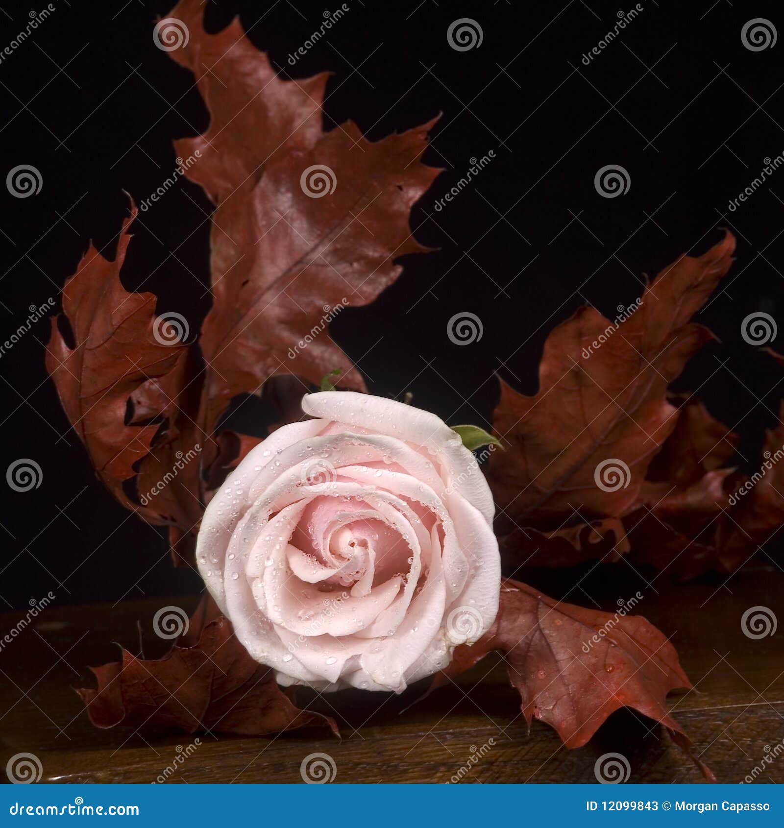 Pink Rose & Autumn Leaves Stock Image - Image of background, moisture ...