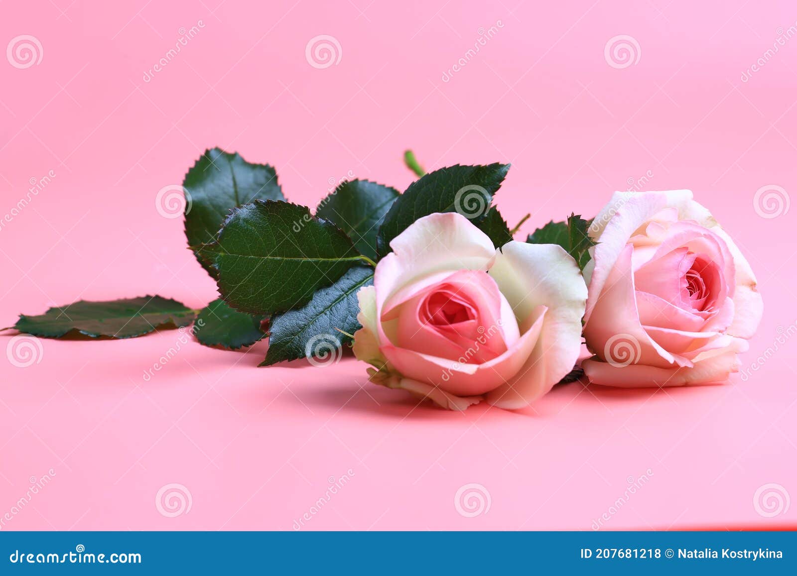 Pink Rose on a Pink Background. Creative Minimalistic Layout Stock ...