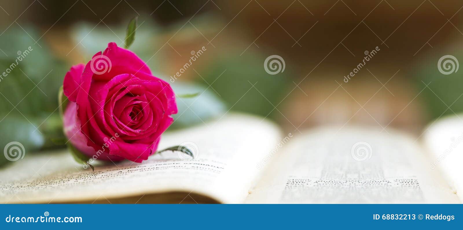 Pink rose banner stock image. Image of wedding, open - 68832213