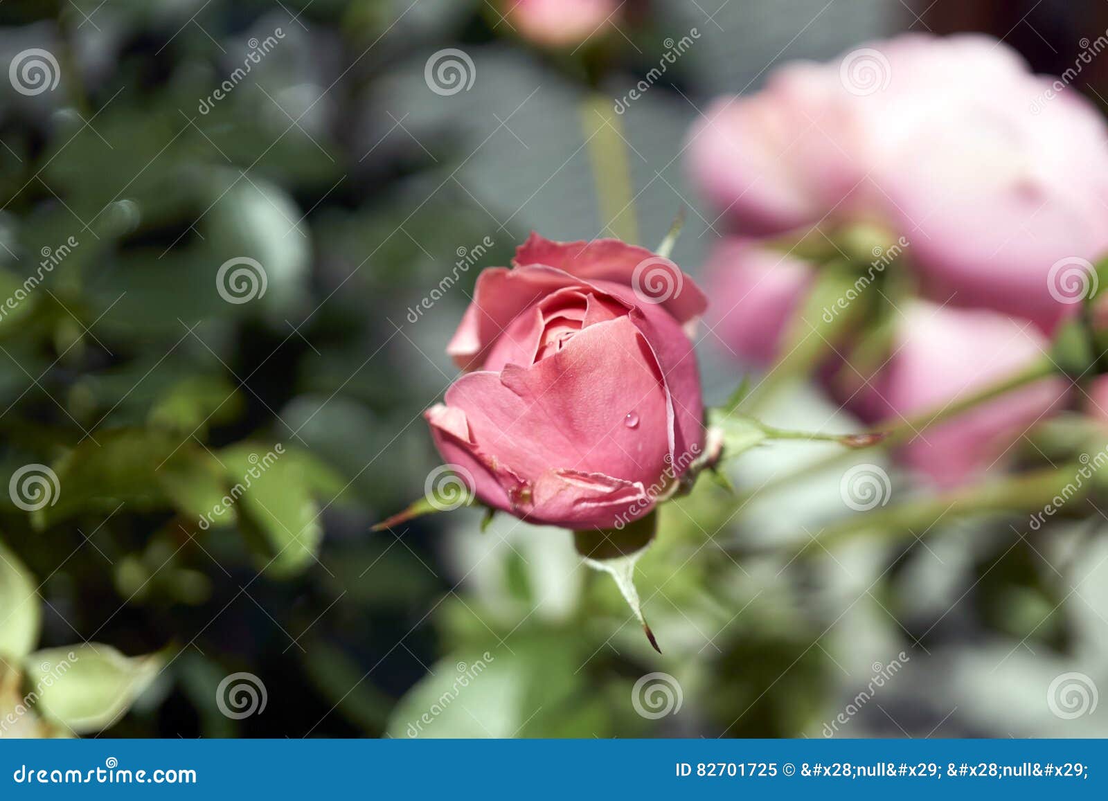 Pink rose stock image. Image of absorbing, sunshine, life - 82701725