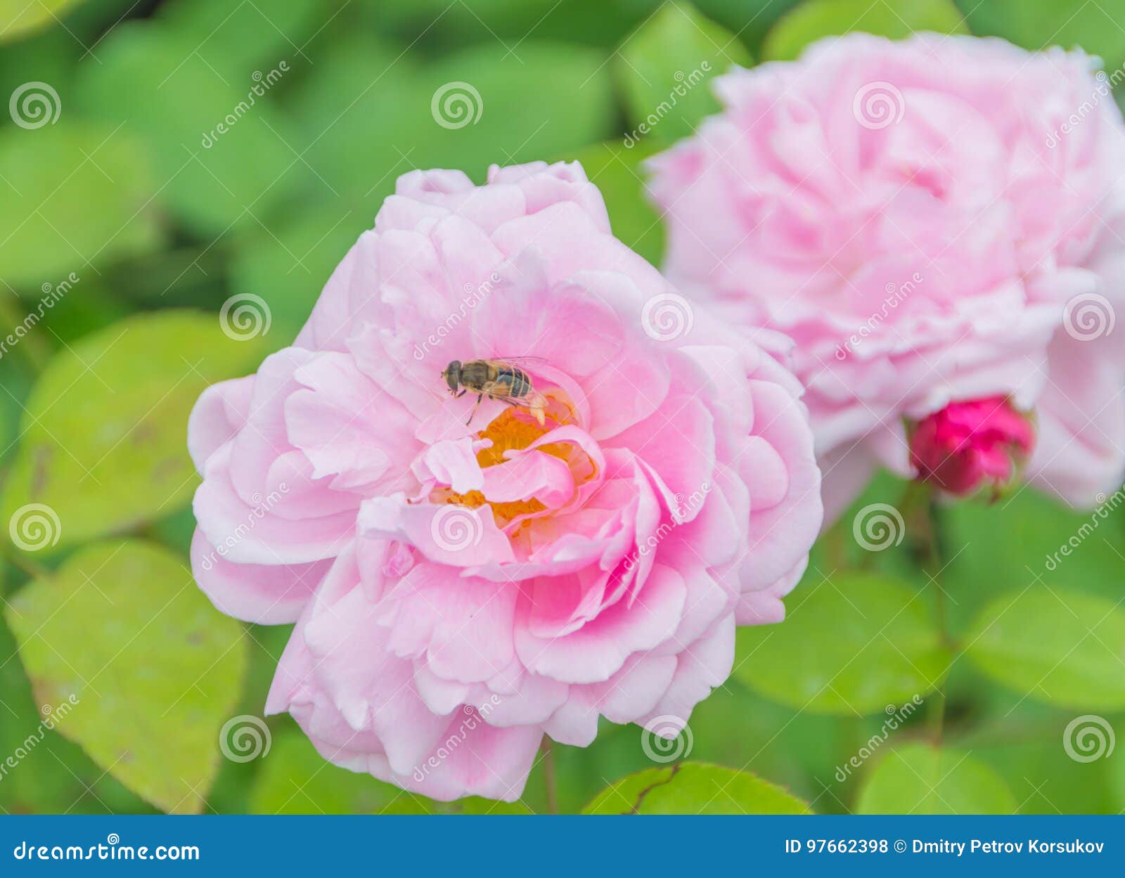 Pink Rose with the Bee on the Flower. Stock Photo - Image of natural ...