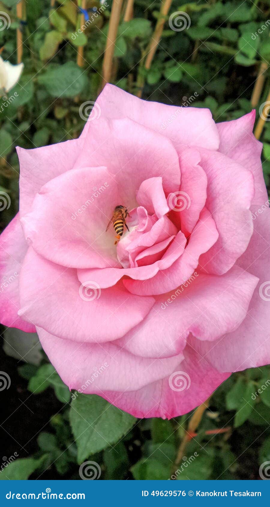 Pink rose and a bee stock photo. Image of symbol, associated - 49629576