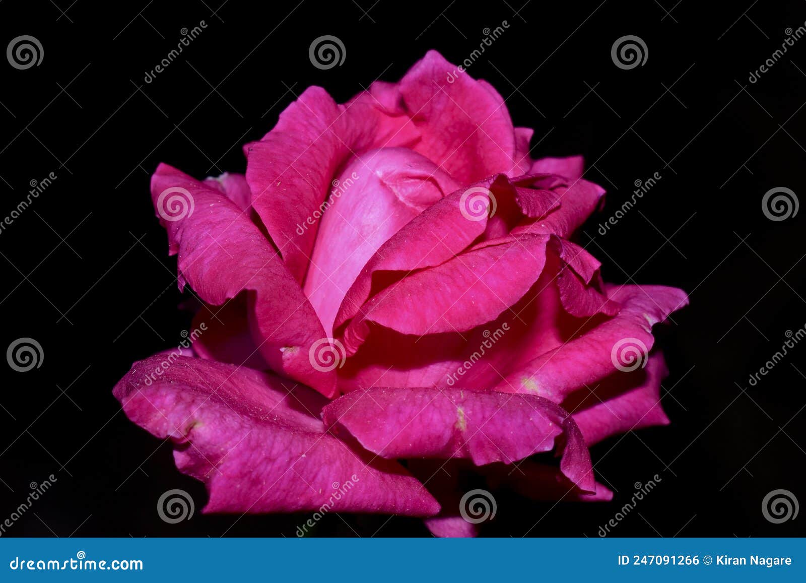 Pink rose stock photo. Image of pattern, isolated, bouquet - 247091266