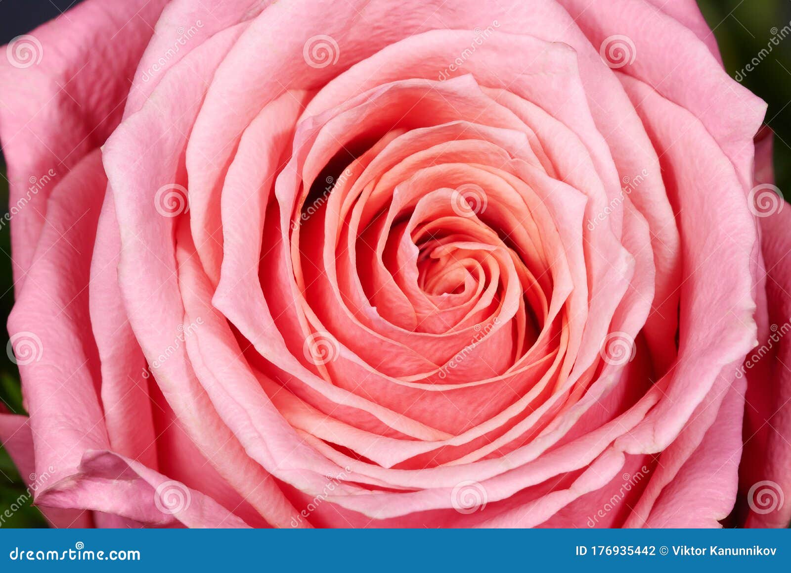 Pink Rose on Black Background, Closeup, Isolated Stock Photo - Image of ...