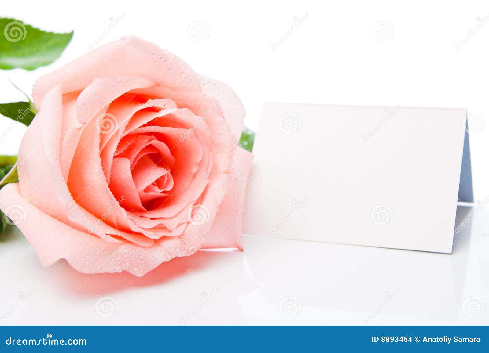Pink rose and blank card stock photo. Image of romance - 8893464