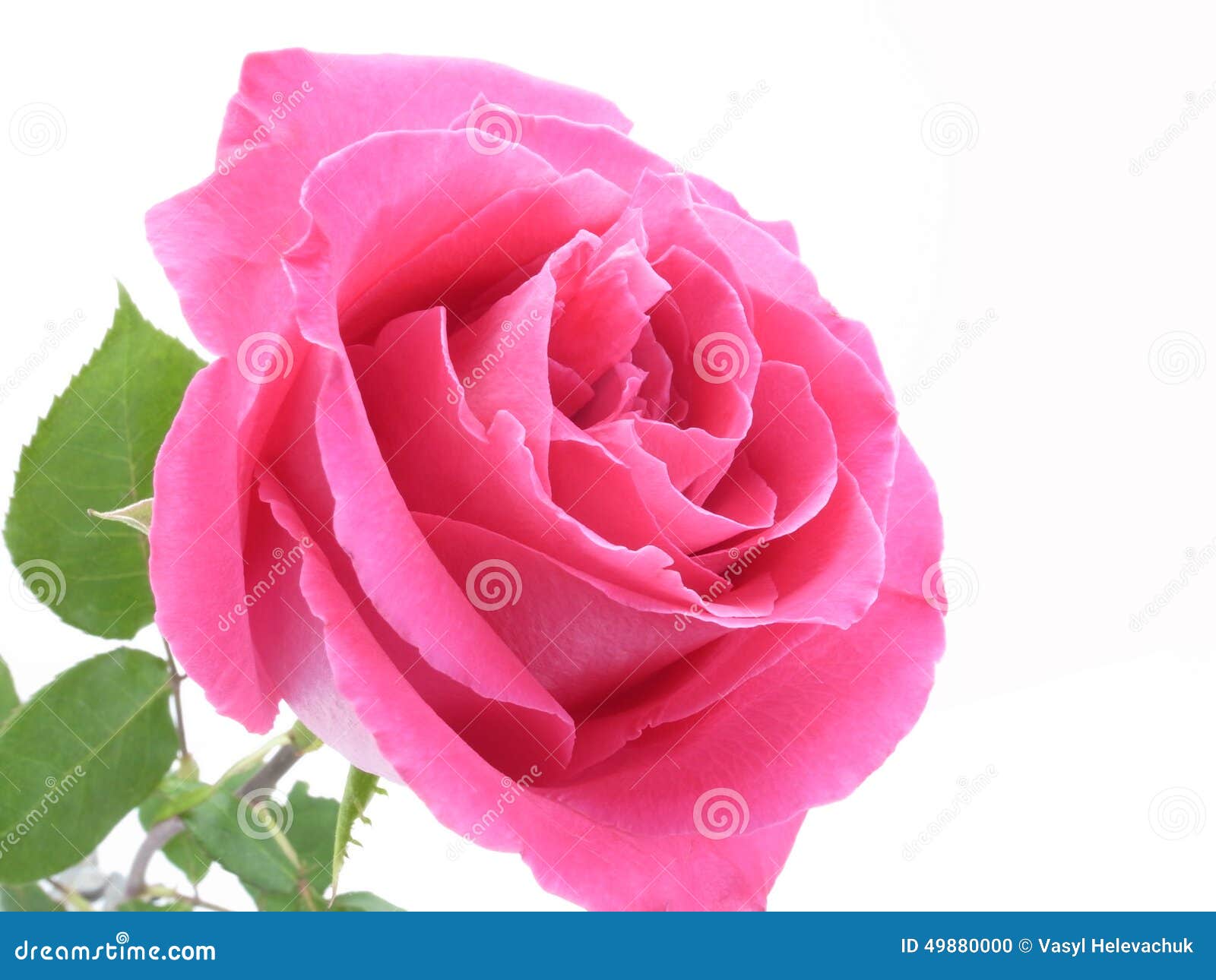 Pink rose stock photo. Image of rose, alive, branch, flower - 49880000