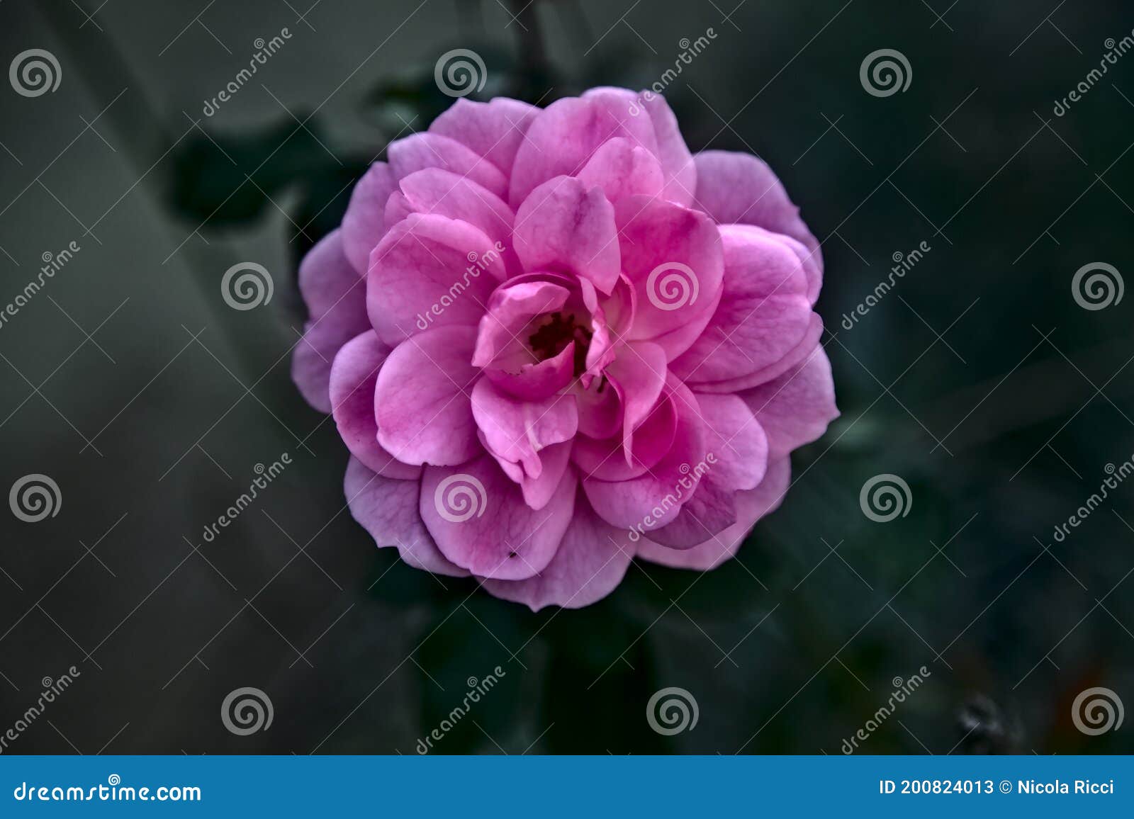 Pink Rose in Bloom on Its Stem Stock Image - Image of closeup, green ...