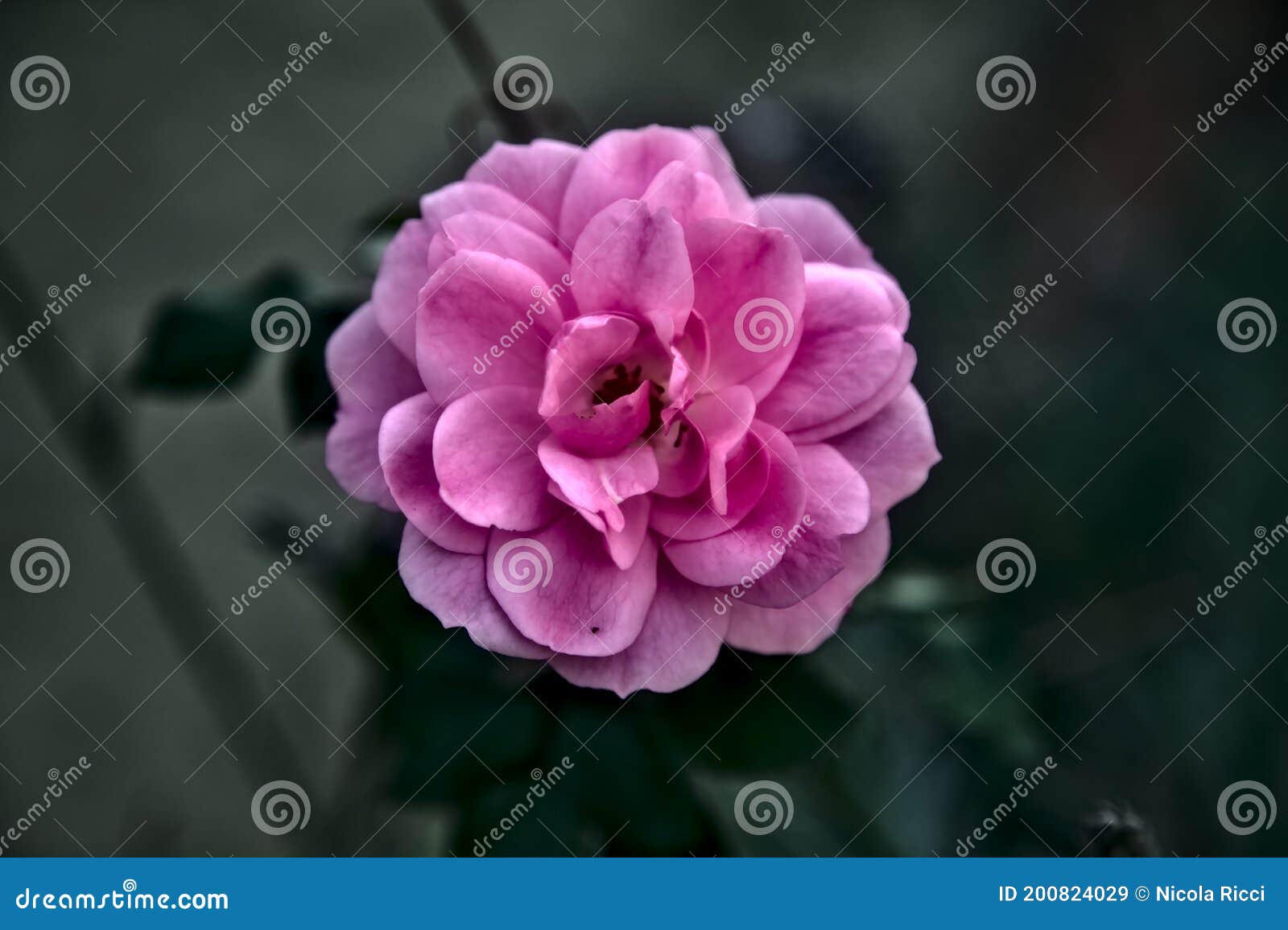 Pink Rose in Bloom on Its Stem Stock Image - Image of macro, fresh ...