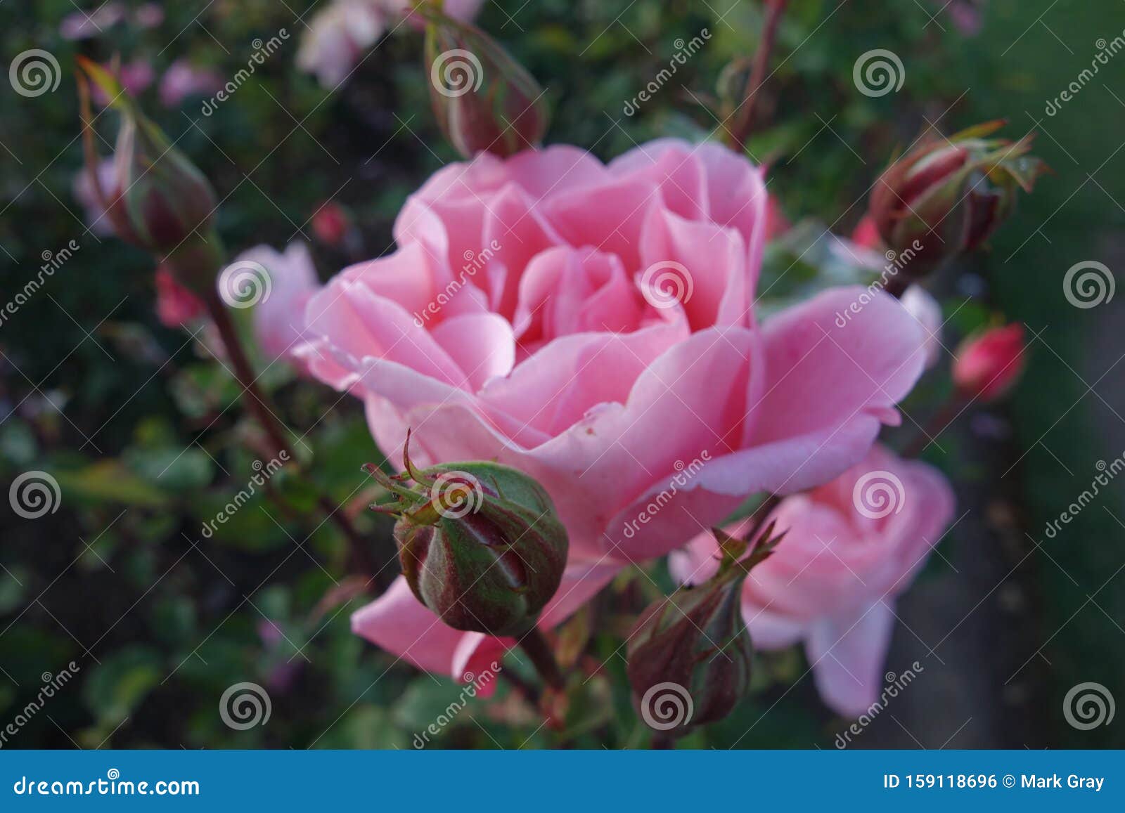 Sweet Scented Rose stock photo. Image of scented, floral - 159118696