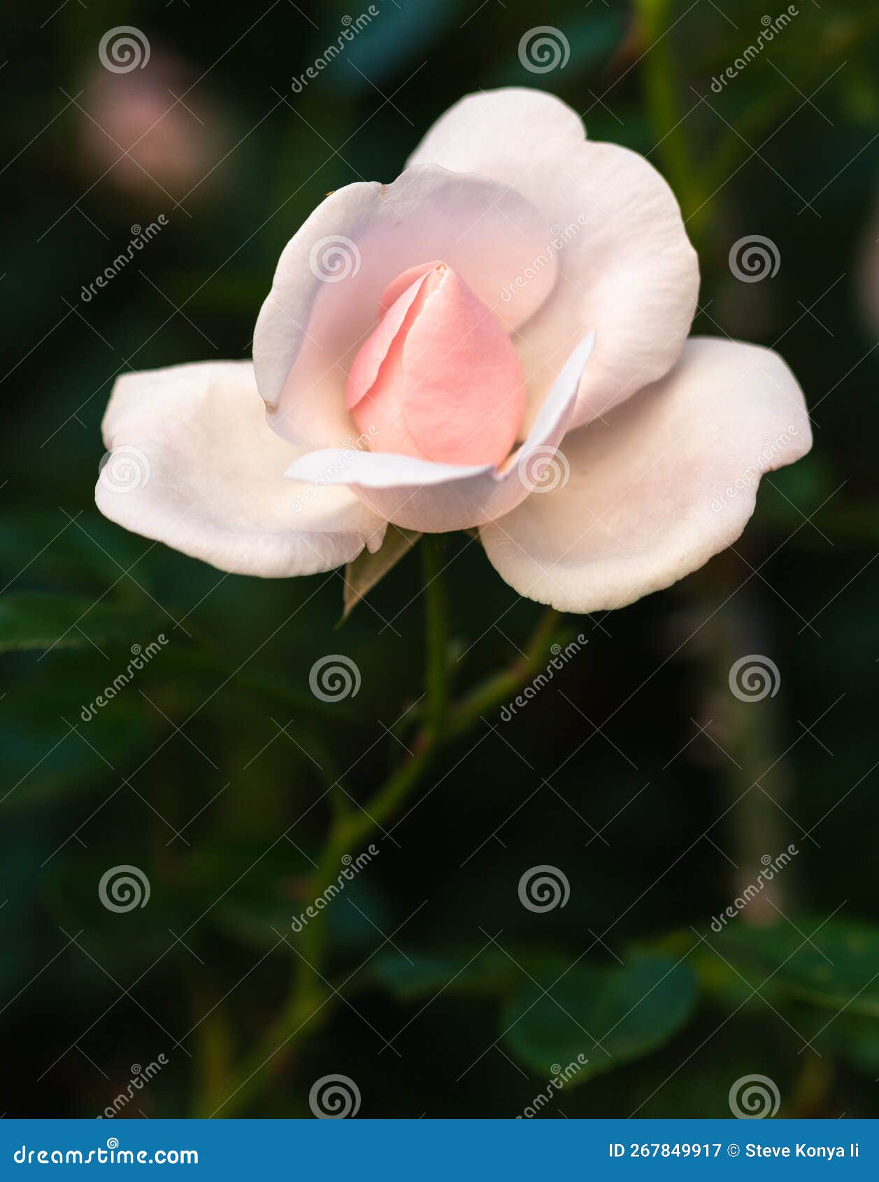 Pink Rose Bloom stock image. Image of wwwstevekonyaphotographycom ...