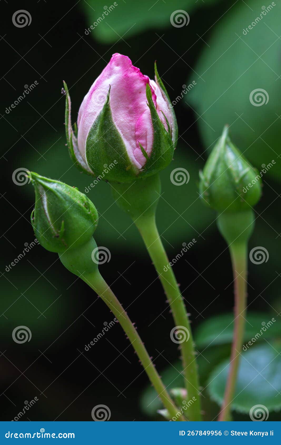 Pink Rose Bloom stock photo. Image of marion, roses - 267849956
