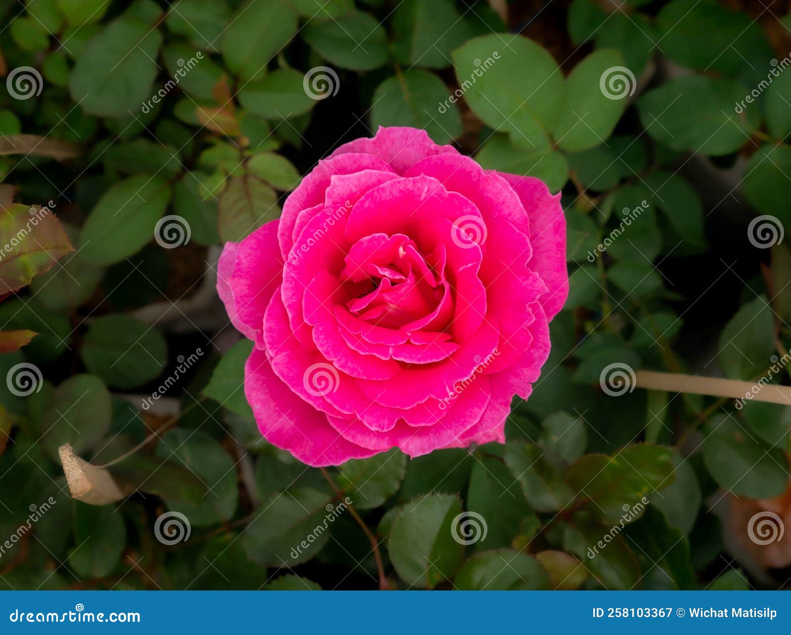 Pink Rose Blooming stock image. Image of flora, botanical - 258103367
