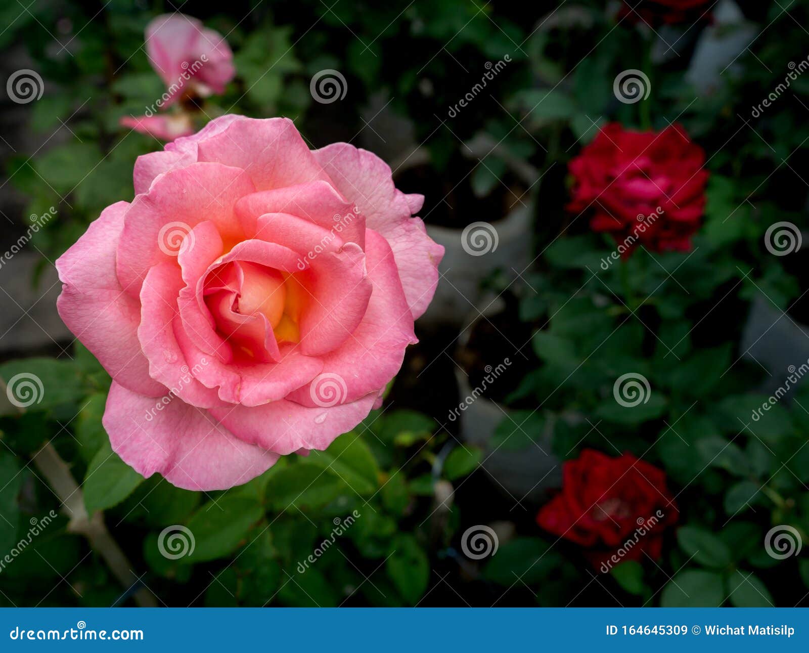 Pink Rose Blooming stock image. Image of blossom, natural - 164645309